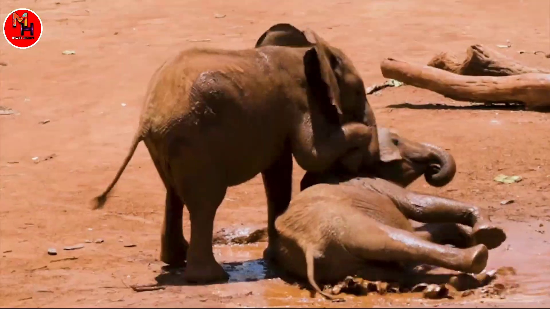 Elephant Instance Segmentation Dataset by rdutta