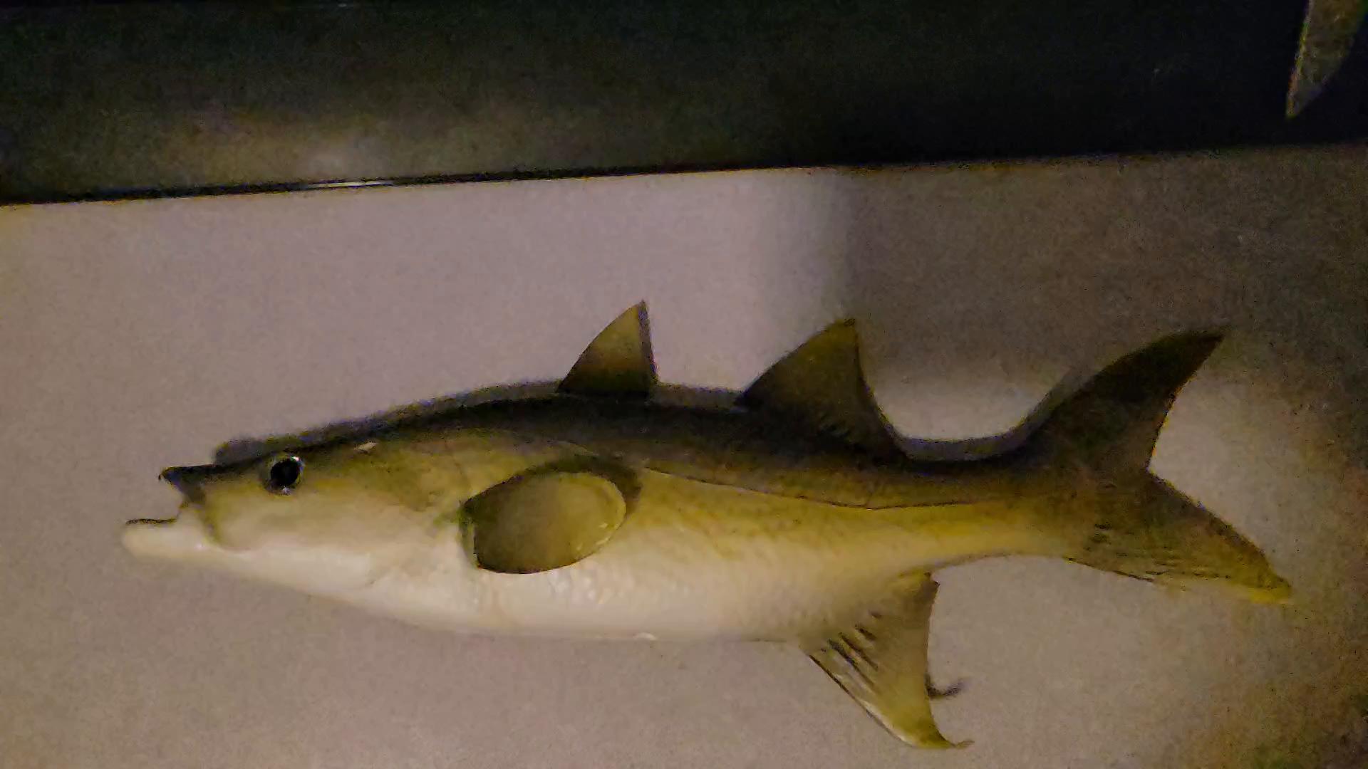 fish_sorter_model Object Detection Model by fishsorter