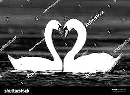 How to Use the Animal_Object Object Detection API