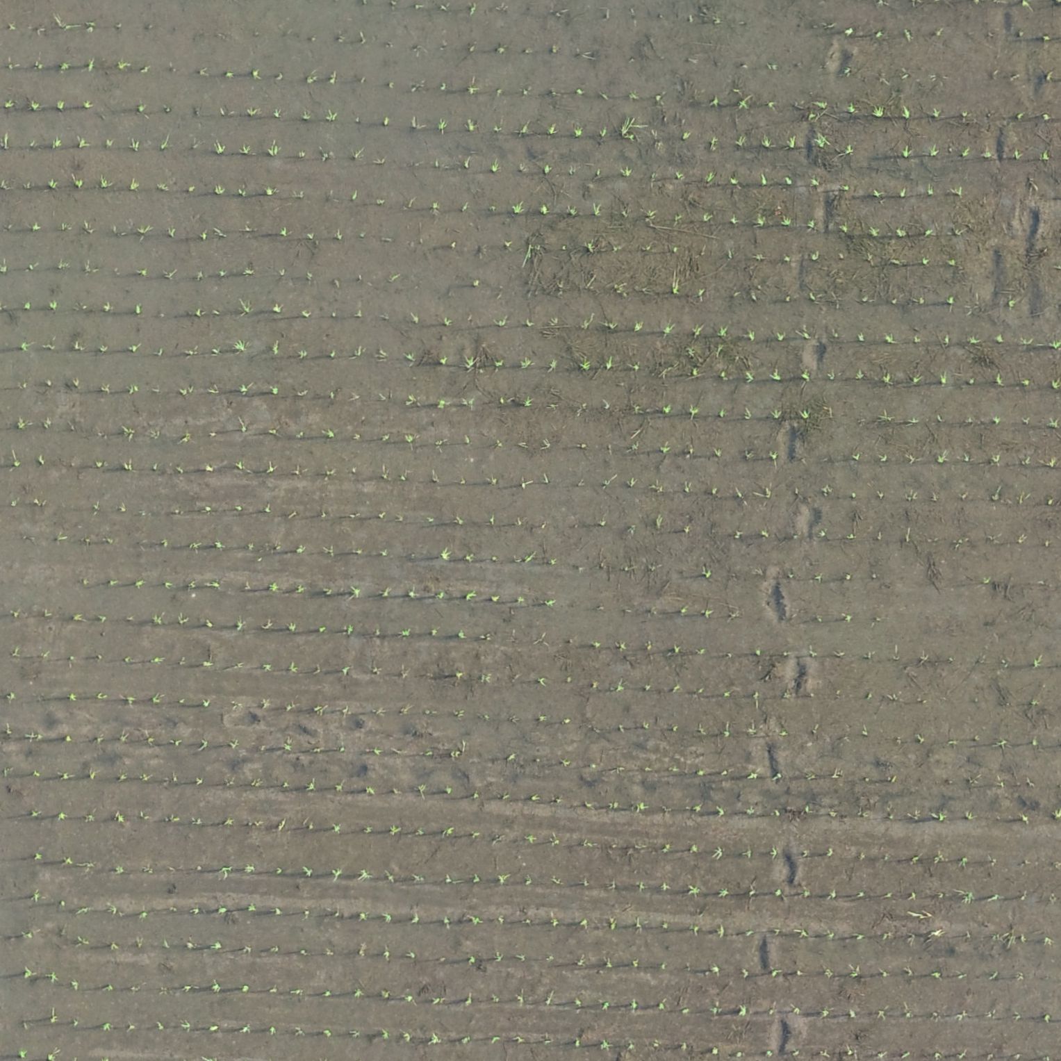 Rice Seedling Object Detection Dataset (v1, 2022-07-26 5:10pm) by ...