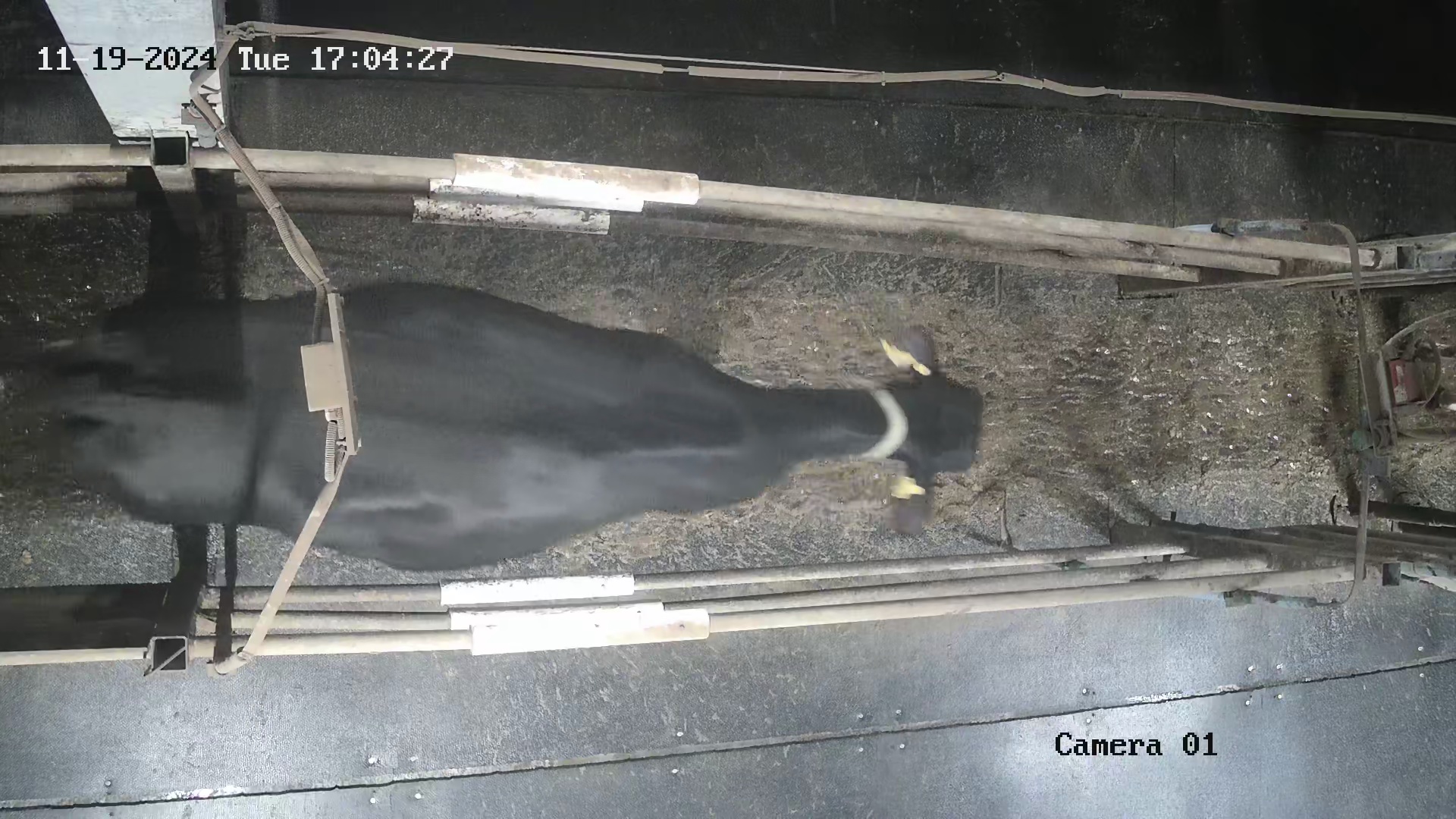 jkghniukojlesrhngtiujrfdahngv Keypoint Detection Dataset by ofpreyklmbl ...