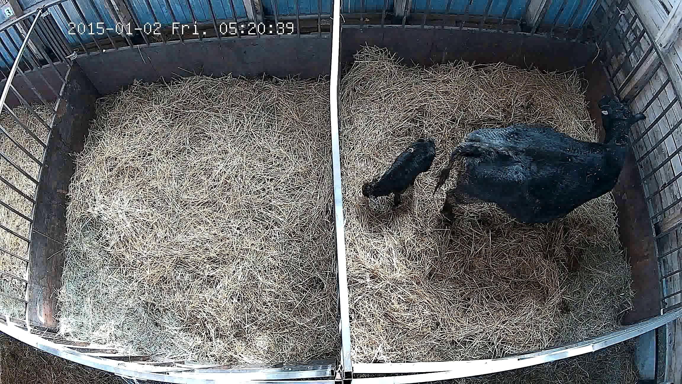 calv Object Detection Model by project-axb6u