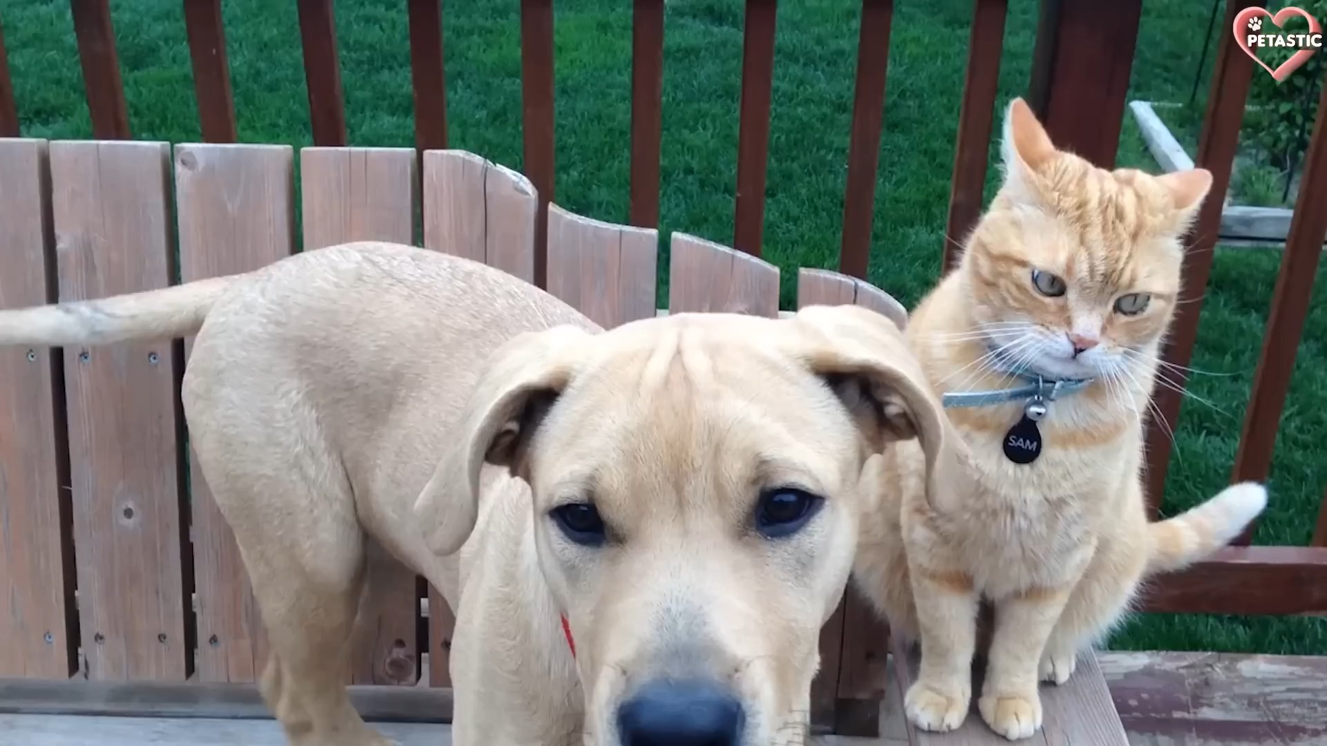 dog cat Object Detection Dataset and Pre-Trained Model by Tuvapat