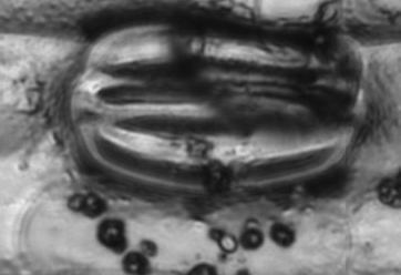 Stomata size and aperture Instance Segmentation Model by INRAE Clermont ...