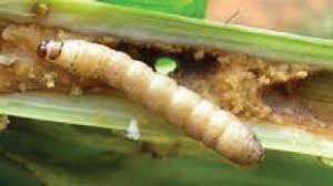 How to Use the Pest Detection Object Detection API