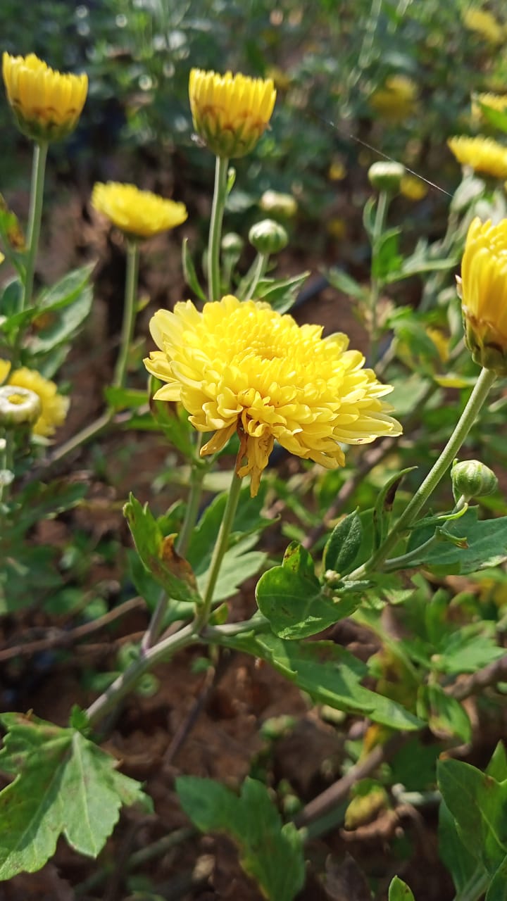 Flowers Object Detection Dataset and Pre-Trained Model by project-iga5v