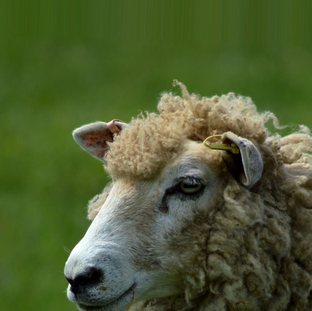 Farm animals Object Detection Dataset by XDream