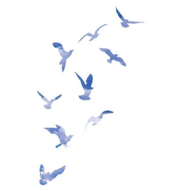 Bird Object Detection Dataset and Pre-Trained Model by myself