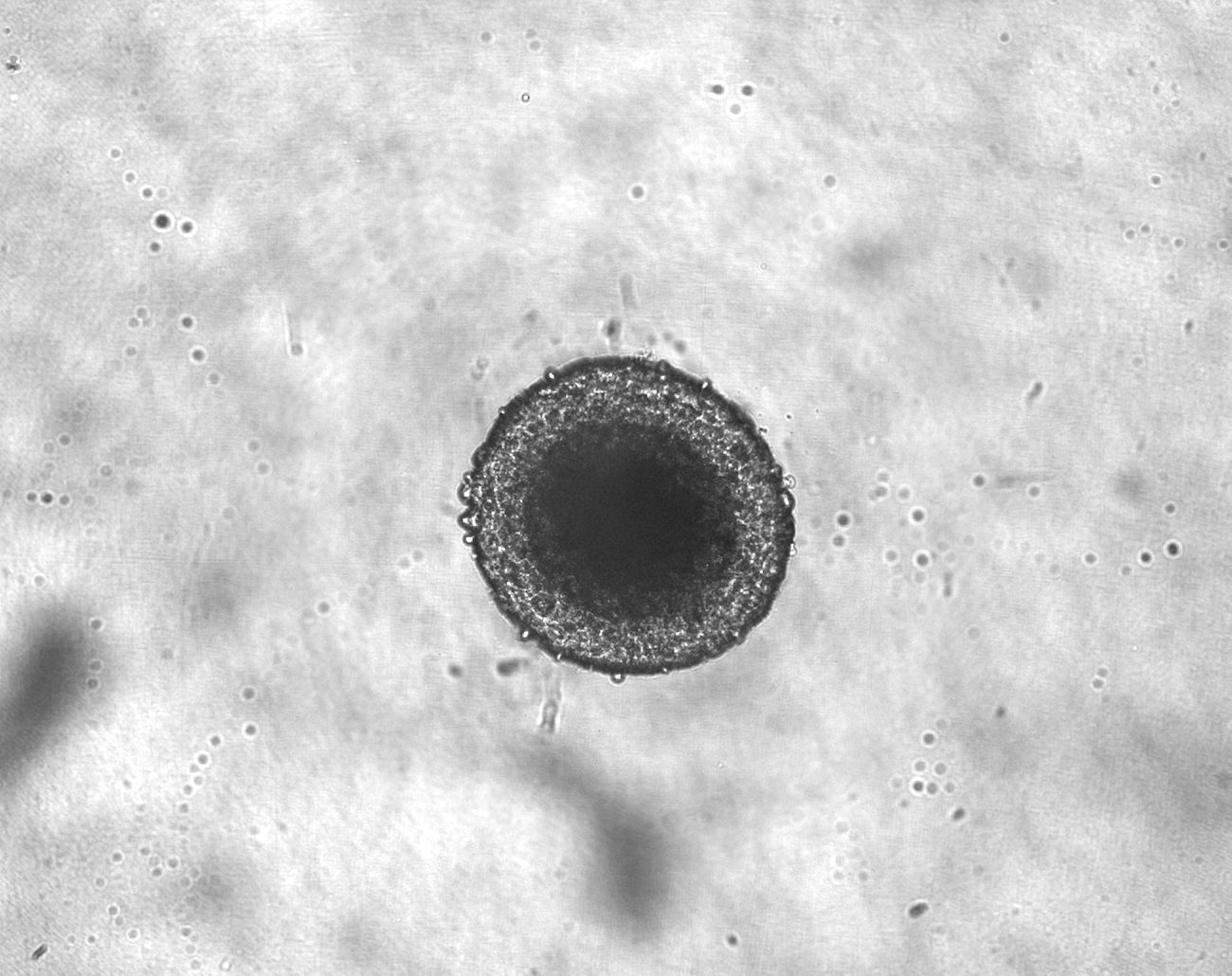Cell segmentation (cell-segmentation-w1ngb) - Roboflow Universe