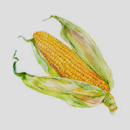 corn crop3 Object Detection Dataset and Pre-Trained Model by artibedded