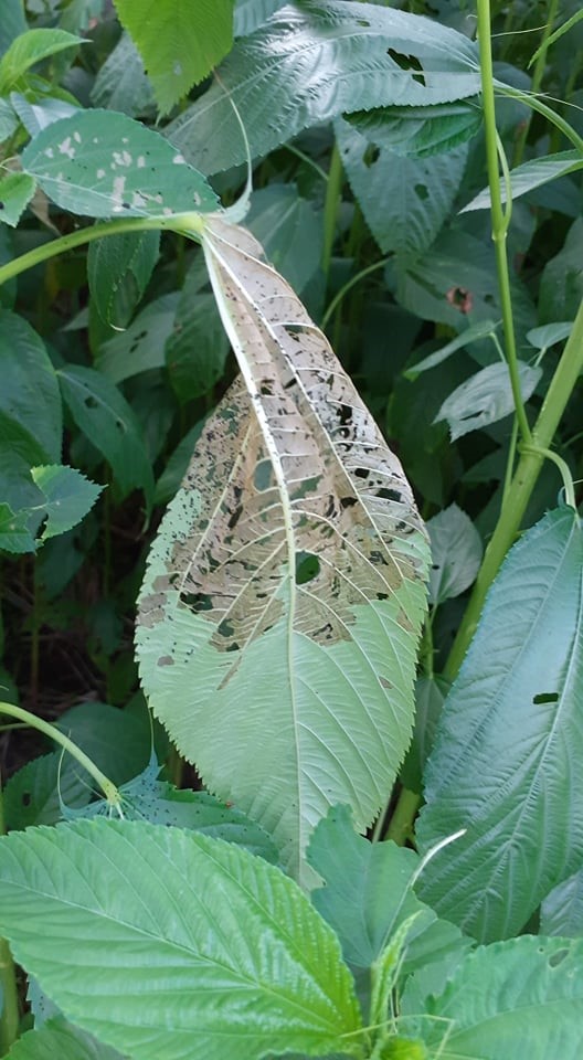 affected-leaves-initialD Instance Segmentation Model by thesisp1classification