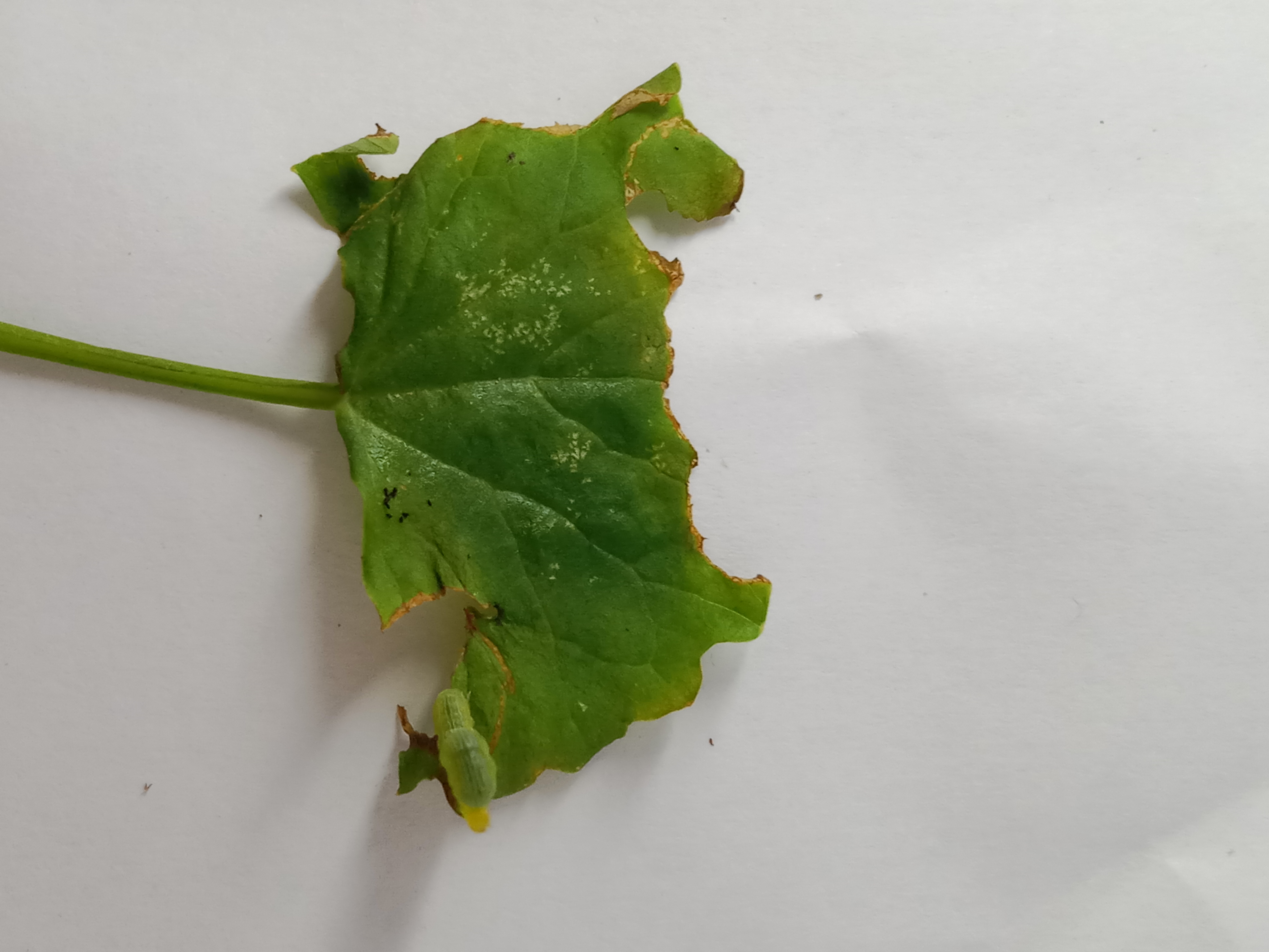 bussaba (bussaba-nrm19) - Roboflow Universe