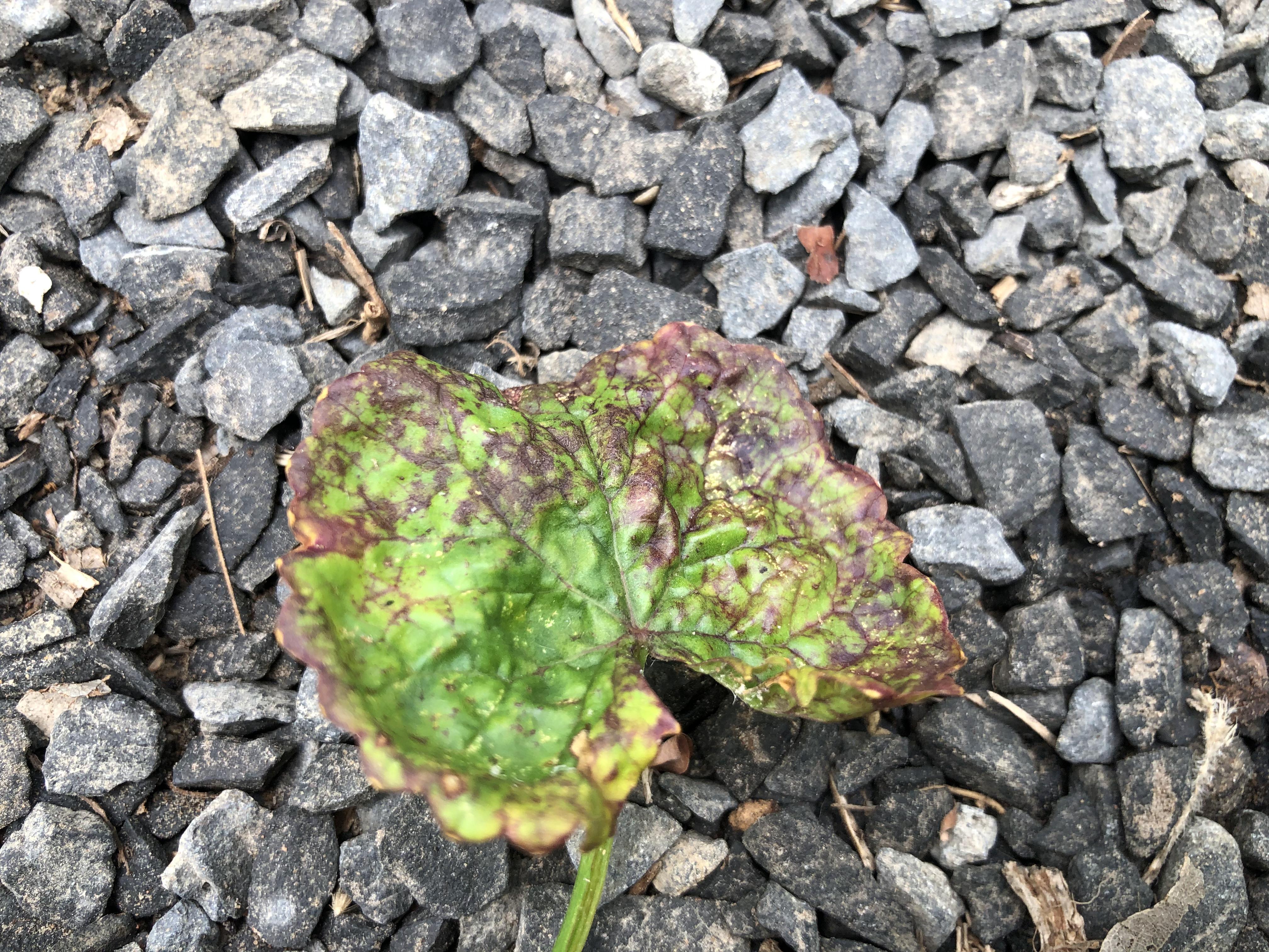 Phosphorus deficiency Object Detection Dataset by bussaba