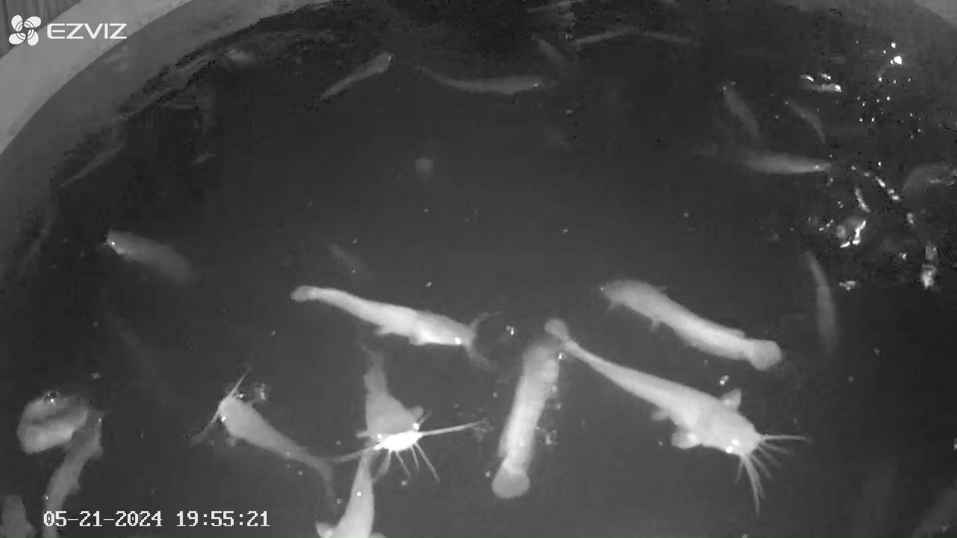 Catfish Side images Object Detection Dataset by personal