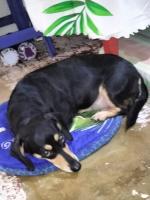 MF Robotics - Roboflow Universe