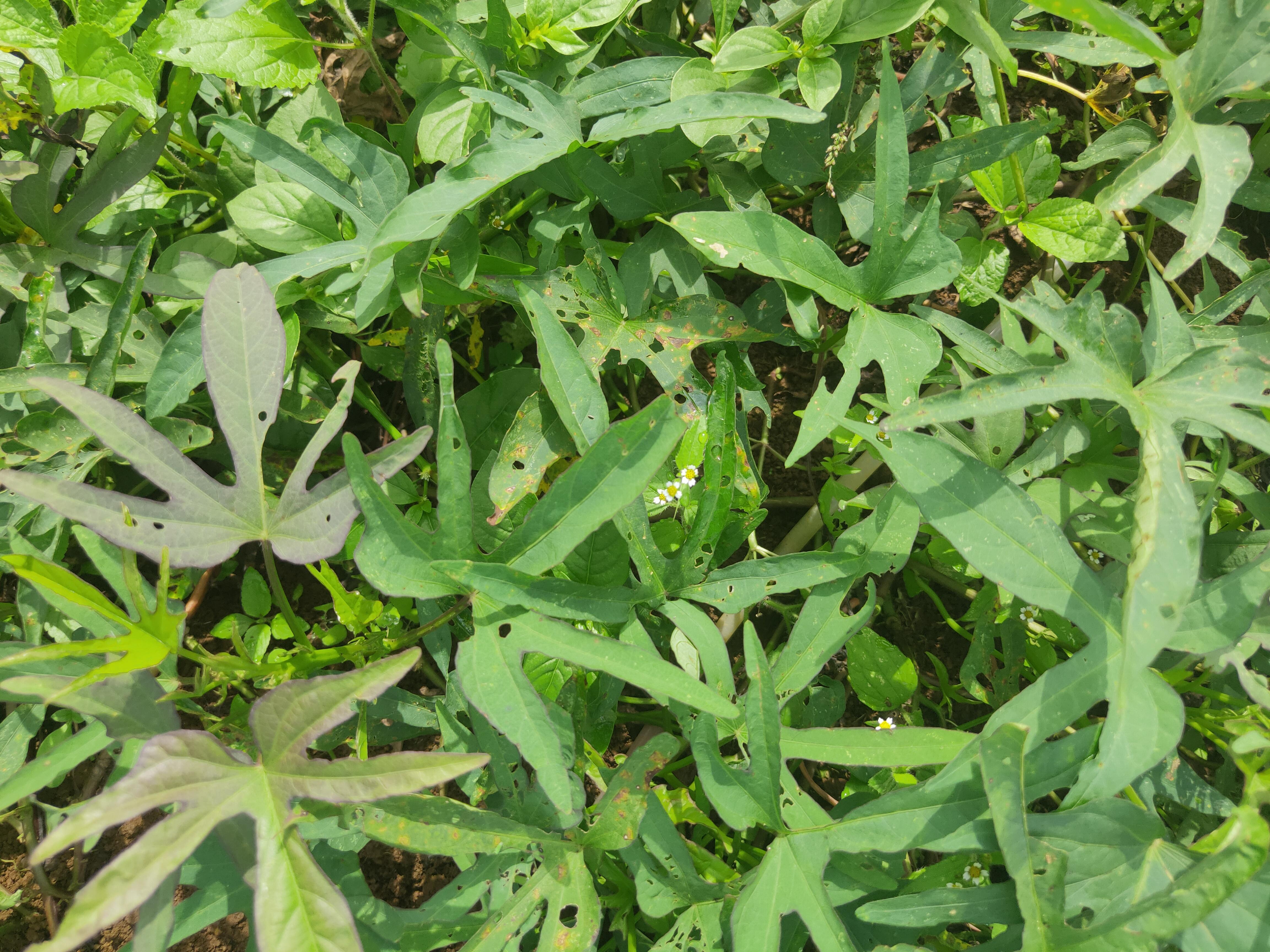 ta trial v6 Object Detection Dataset and Pre-Trained Model by tugas akhir main