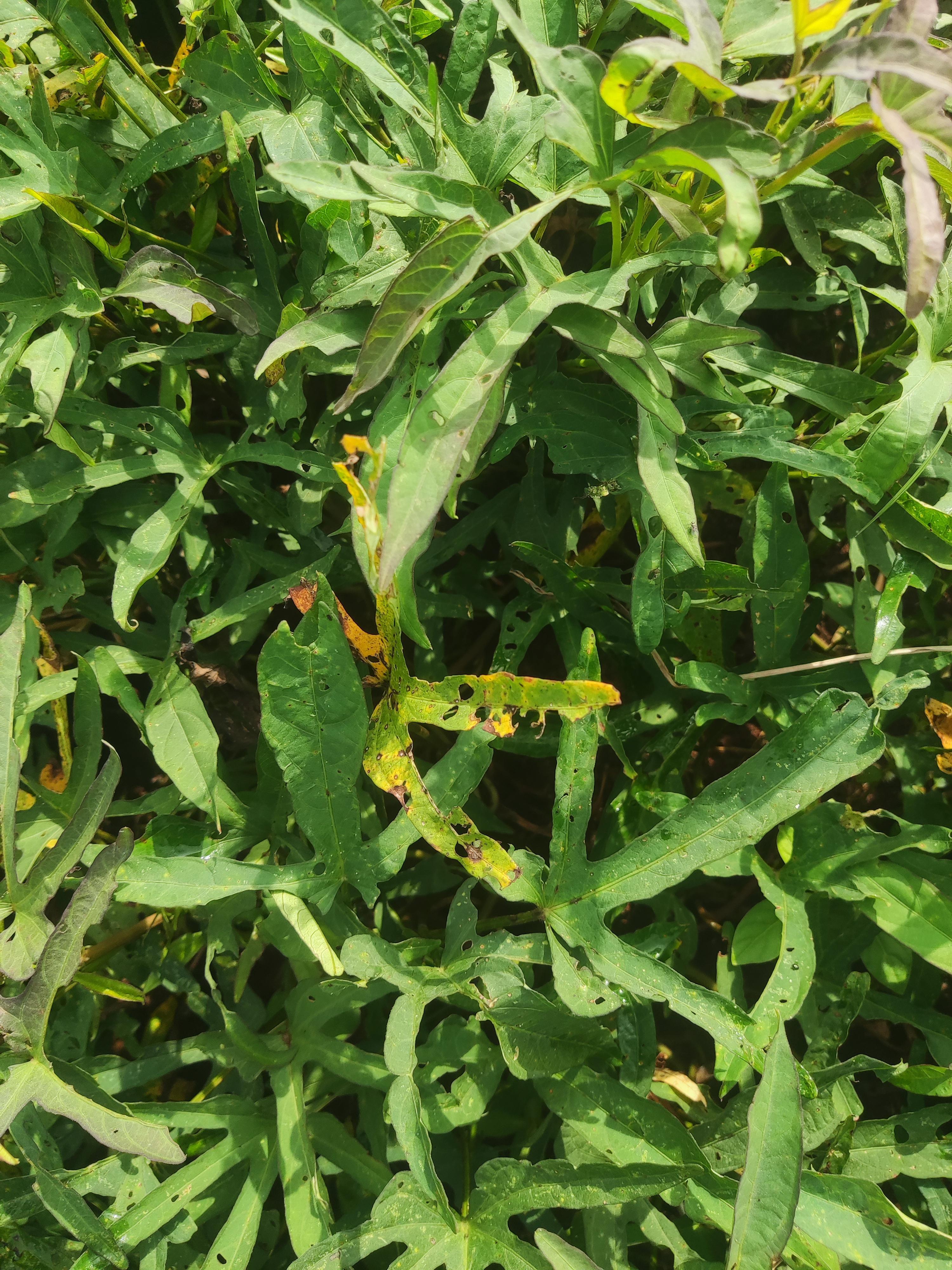 ta trial v2 Object Detection Dataset by tugas akhir main