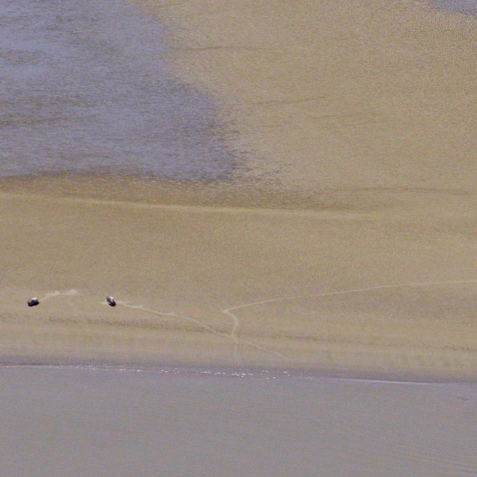 Seal Detection Object Detection Dataset By Sealdetector