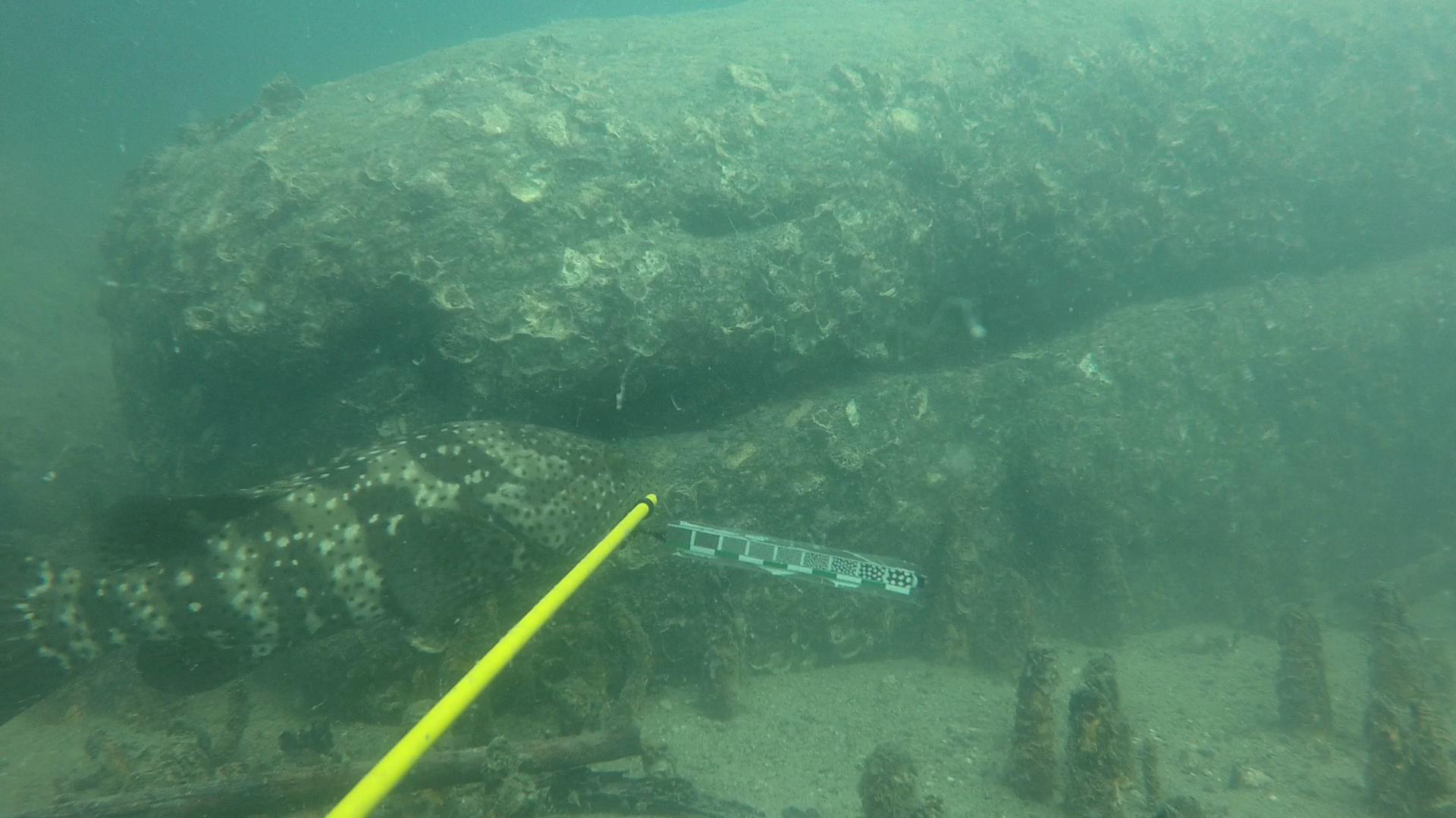 Fish Detection Object Detection Dataset by Fish Detection