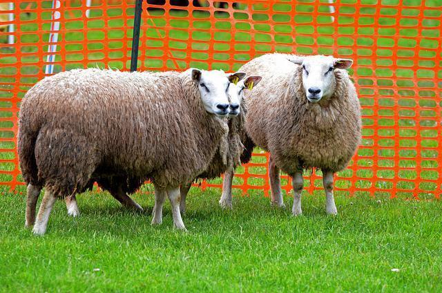 Sheep+GoatTemizle Object Detection Dataset by sheep