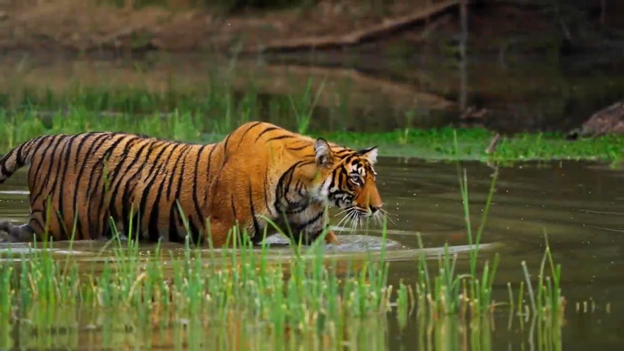 animal detection Object Detection Model by somunaidu