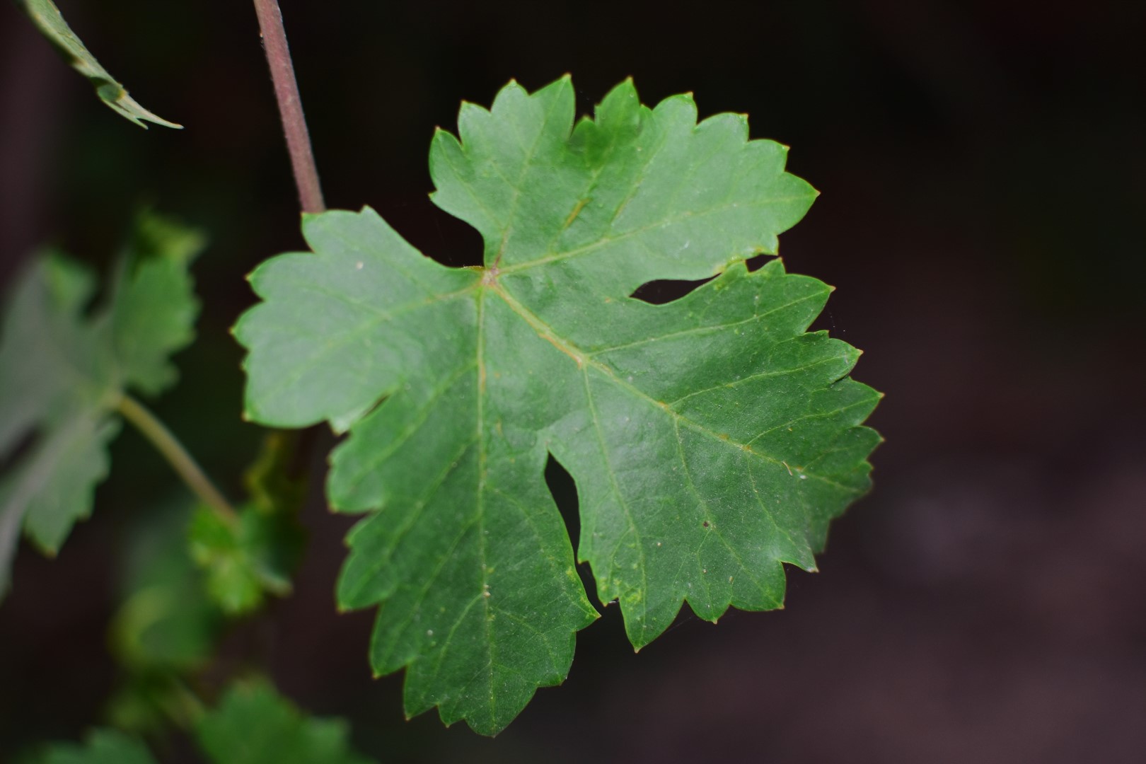 Grape Leaf Type Detection Instance Segmentation Dataset and Pre-Trained Model by Lillys Workspace