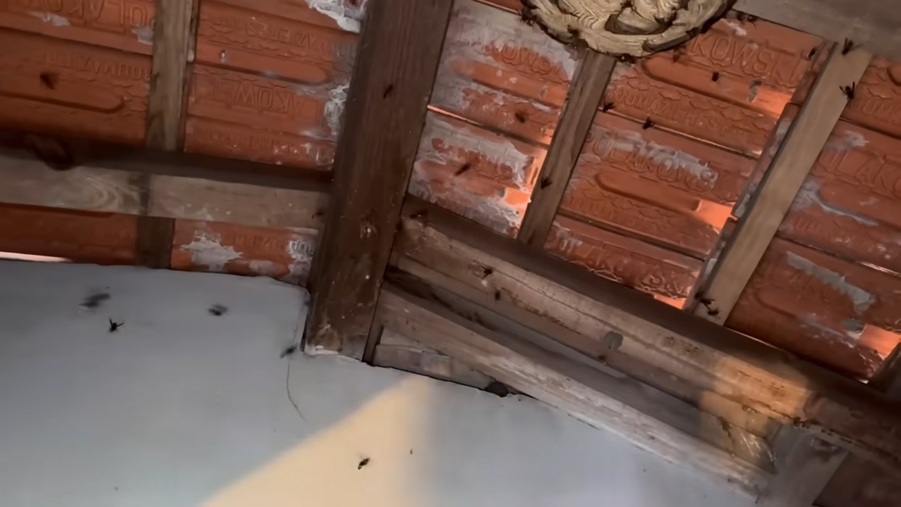 Asian Hornet Detection Object Detection Model by Raphael dUrsel