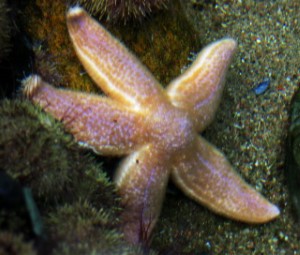 Underwater-object-detection-and-classification Classification Model by Capstone