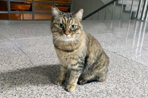 Cat Object Object Detection Dataset By Dongbin