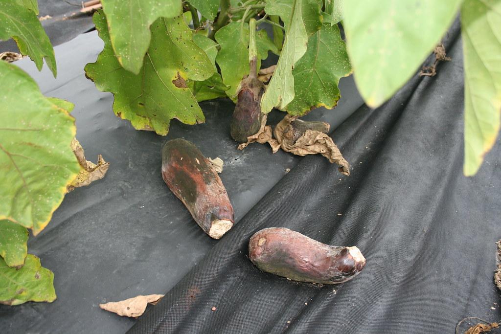 EGGPLANT Instance Segmentation Dataset and Pre-Trained Model by CPE Gielly Faith Carbonel