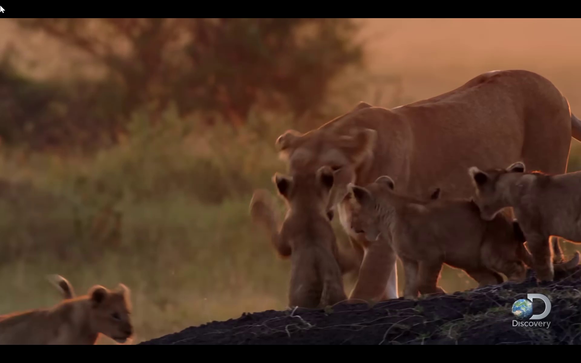 lion_behavior Object Detection Dataset by Annie