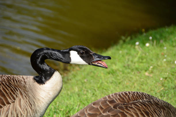 Canadian Goose Detector Object Detection Dataset by Ethan