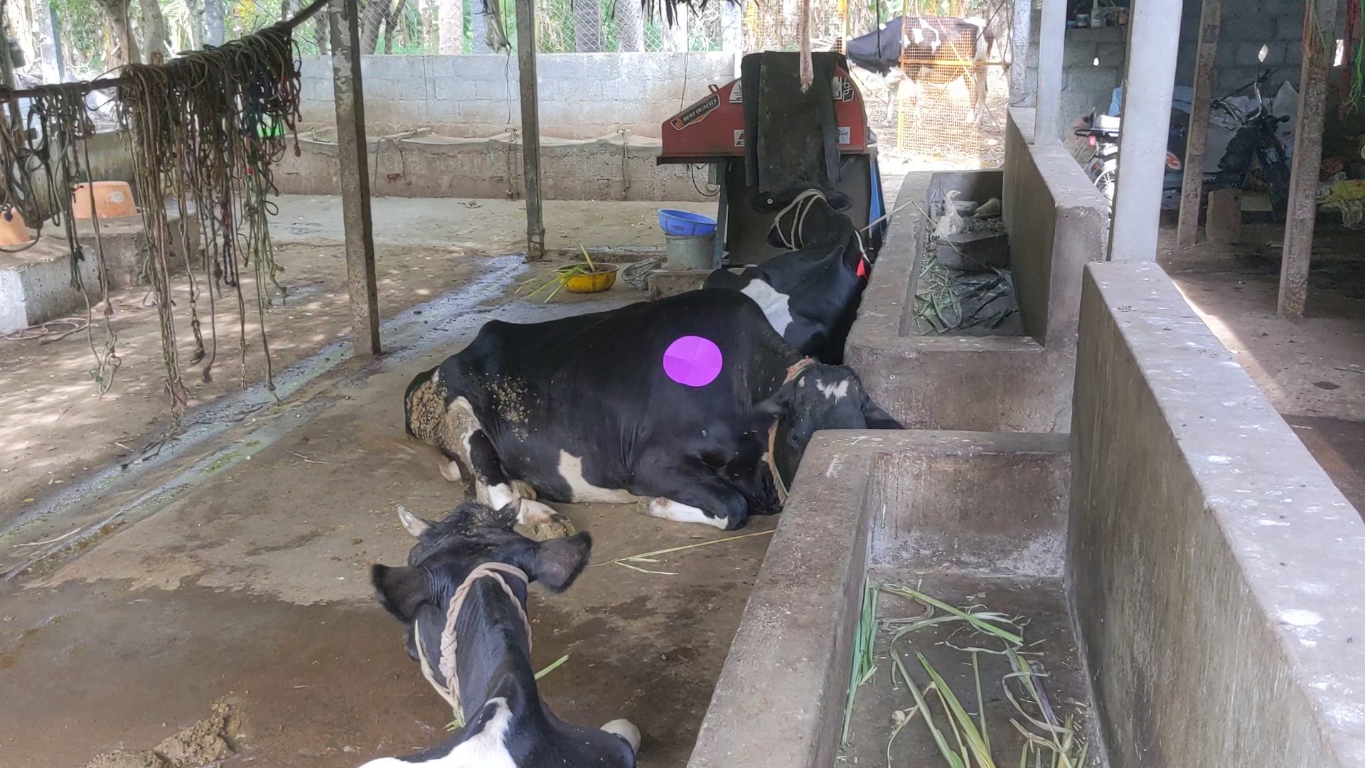 CATTLE Object Detection Dataset by Pro