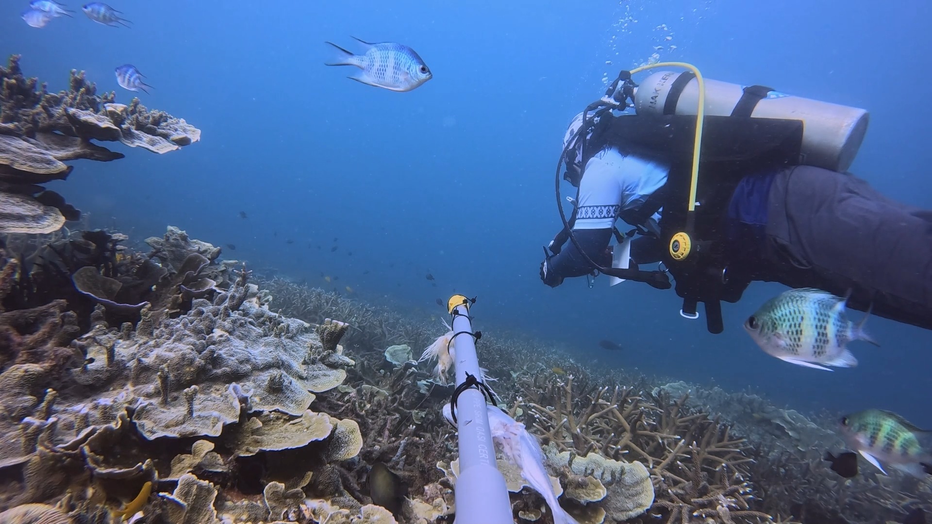 fish detection Object Detection Model by International Islamic ...