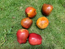 Apple Quality Detection Classification Dataset by cs LING