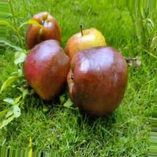 Apple Quality Detection Classification Dataset by cs LING