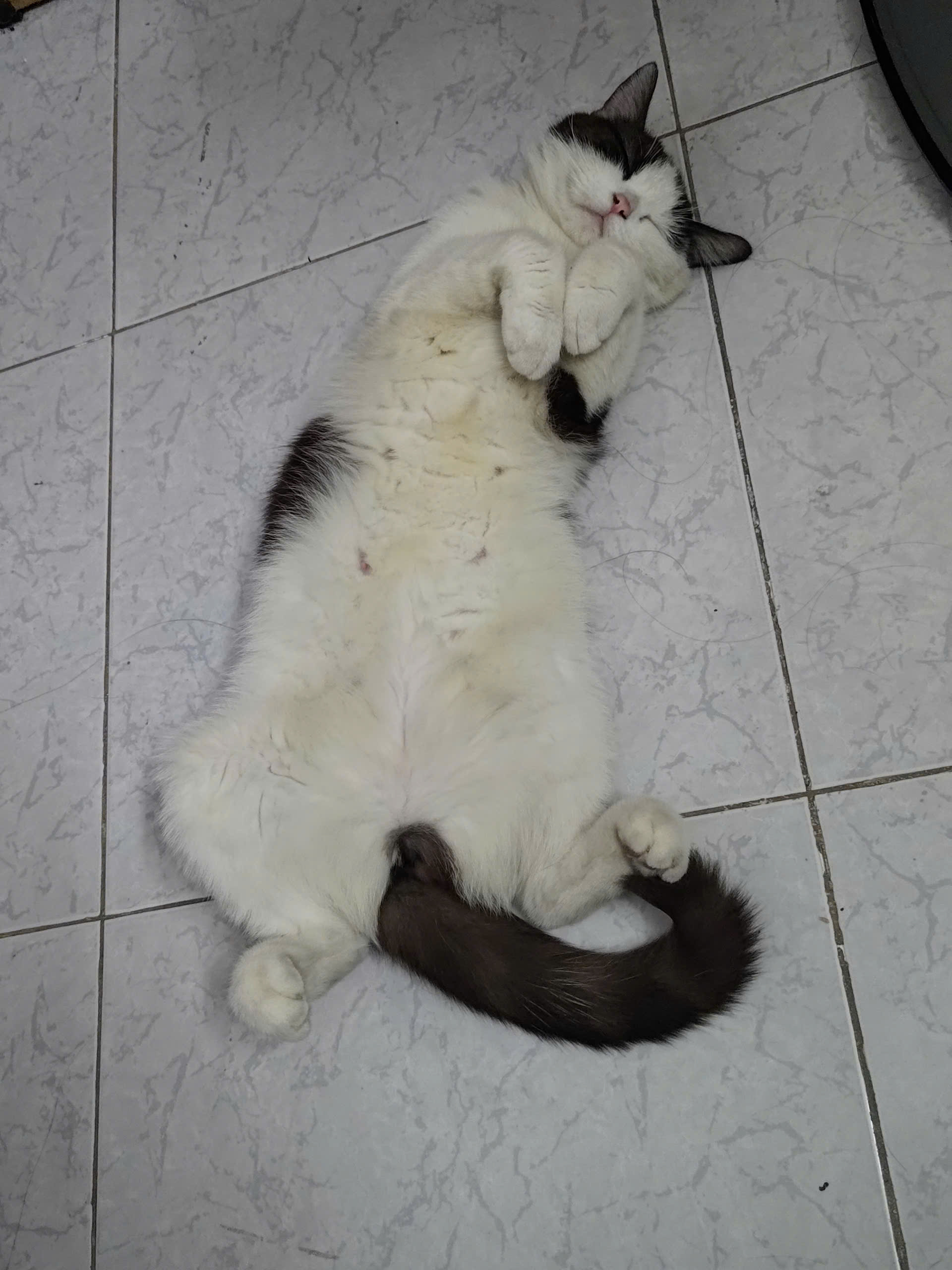 Cat Pose Keypoint Detection Dataset And Pre Trained Model By Catdetection