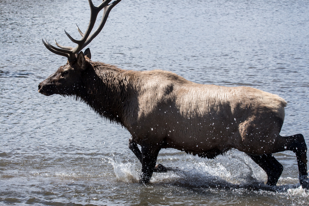 Animal detection using yolov5 Object Detection Model by project