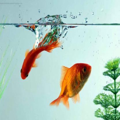 fish Classification Model by ML