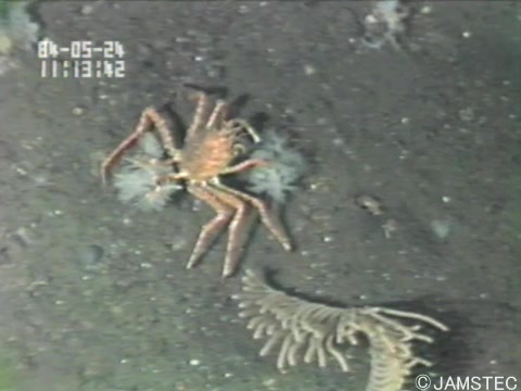 mosaic-augment-test Object Detection Dataset (v3, v1) by testYOLOv5