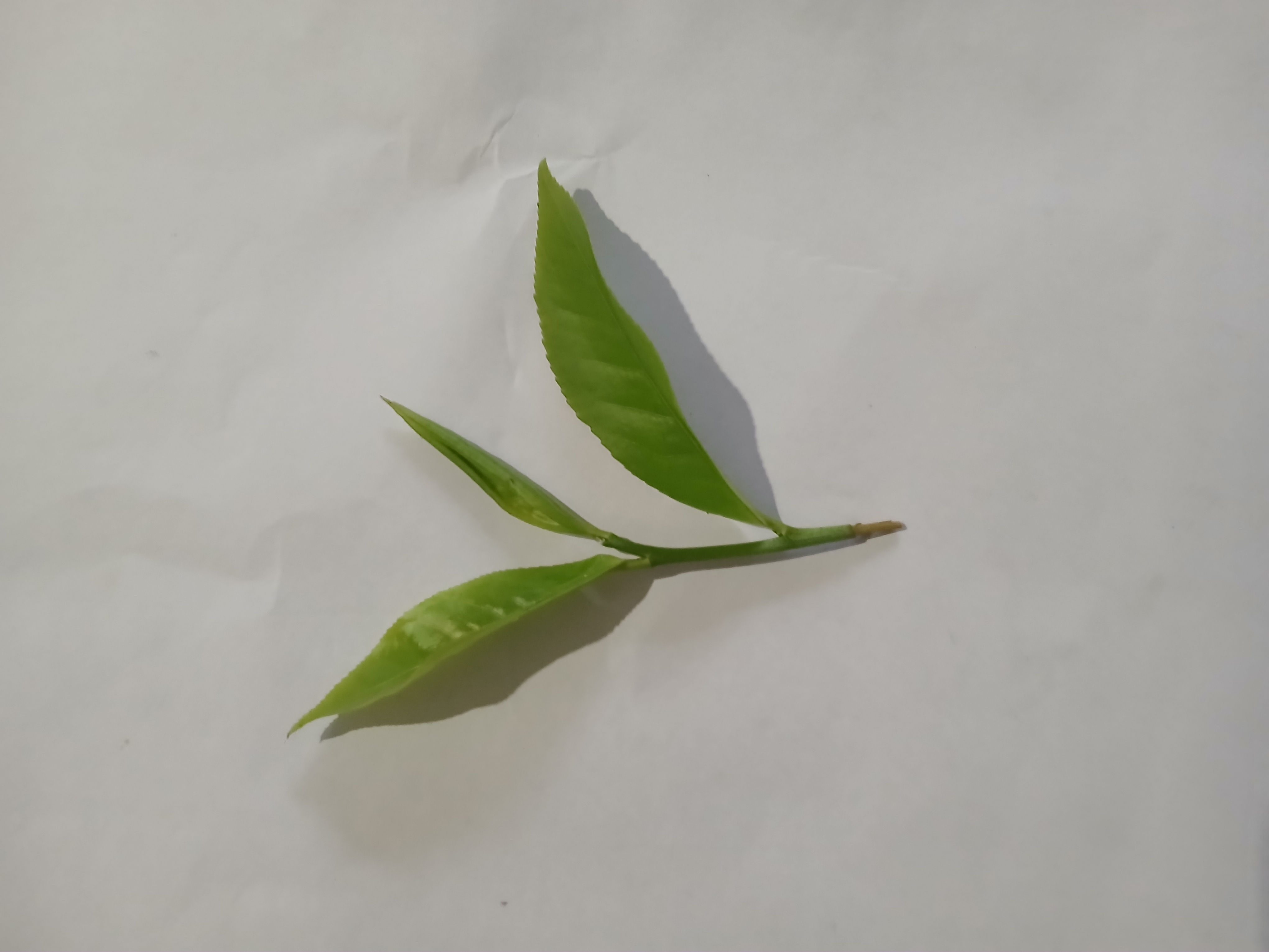 Tea Leaves Side View Object Detection Dataset by Raveen