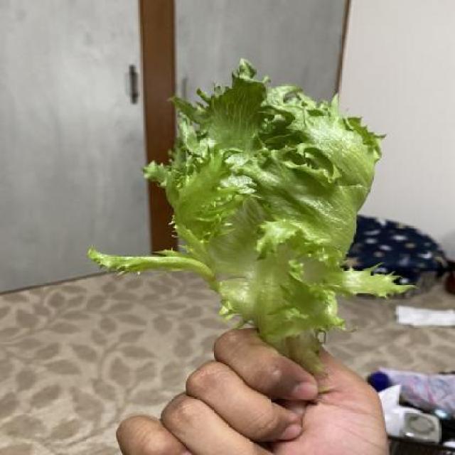lettuce Classification Dataset and Pre-Trained Model by rem ztrk