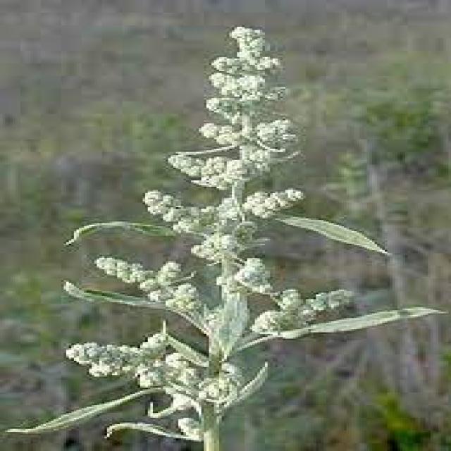 chenopodium Classification Model by rem ztrk