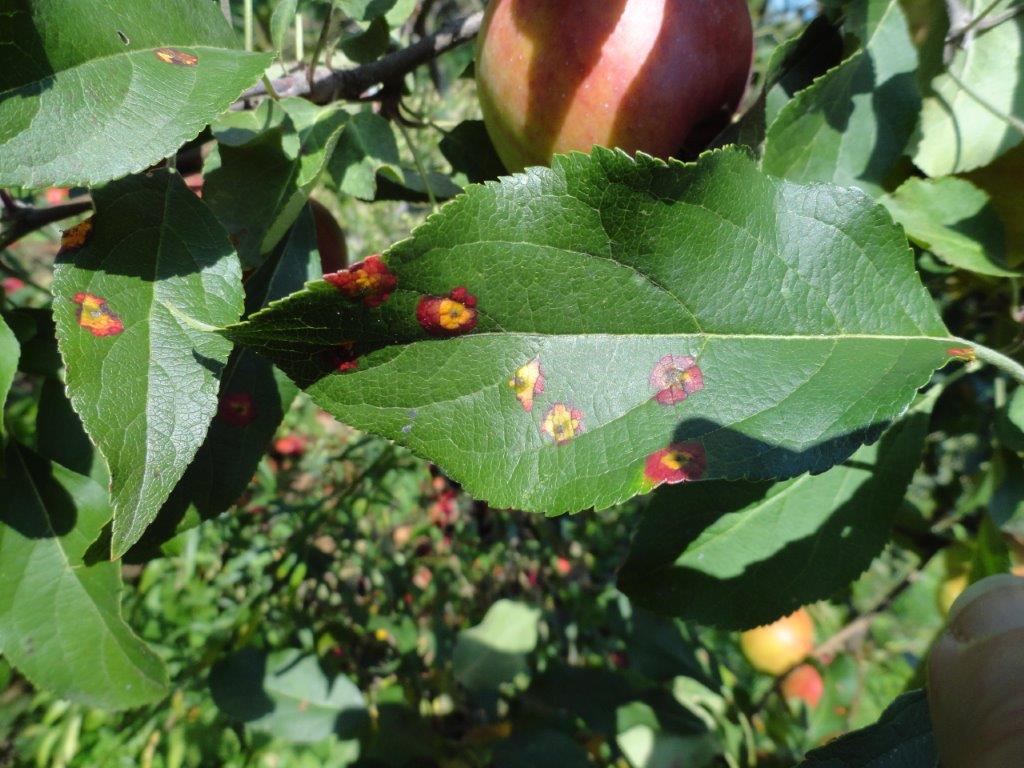 111 Object Detection Model by frank