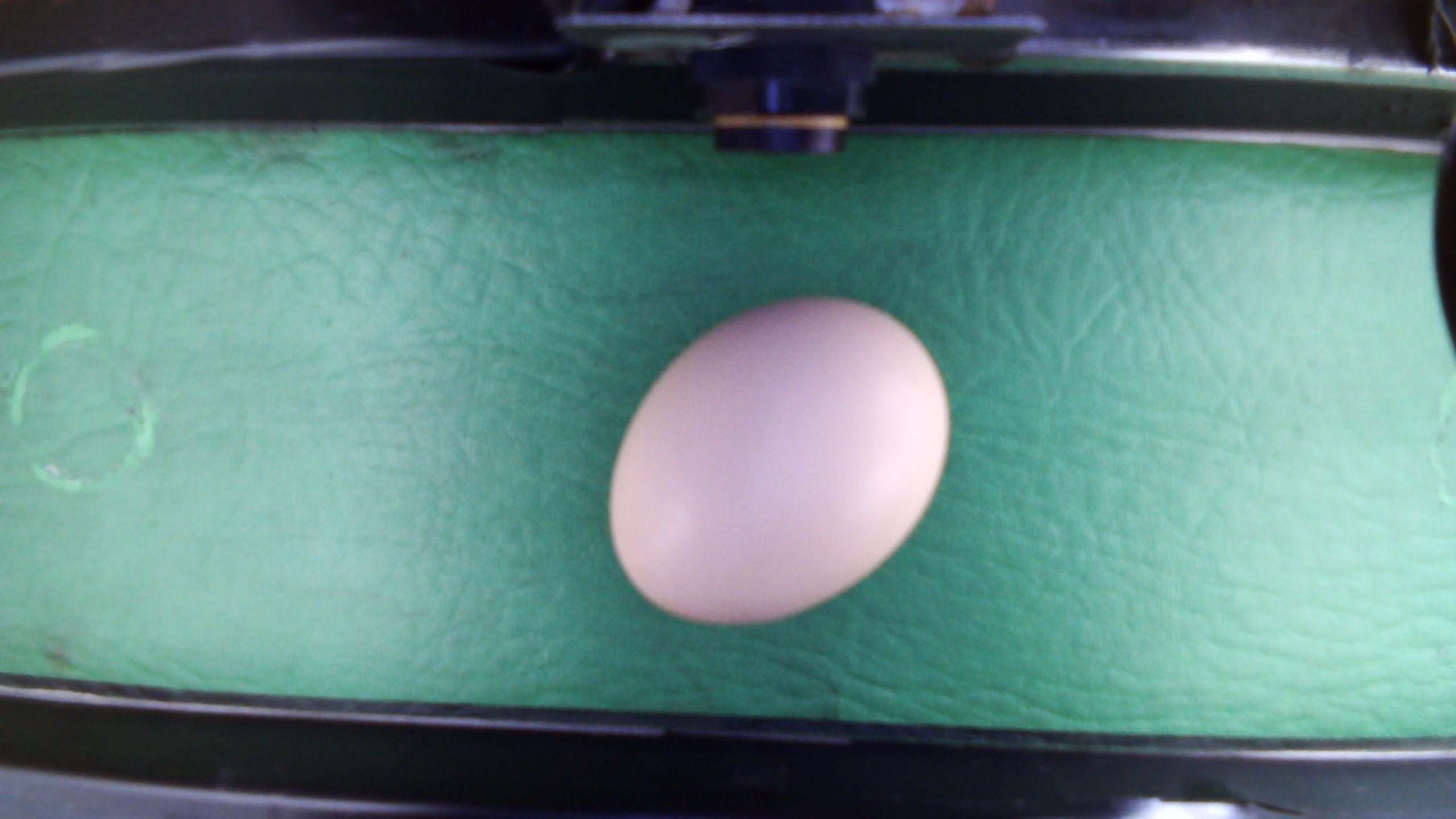 Egg Hatching 1 Object Detection Model by Egg Hatcherist