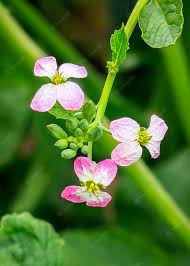 Radish_Flowers Object Detection Model by Danial Syed