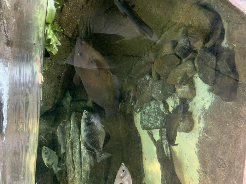 Aquarium Object Detection Model by AquariumProject