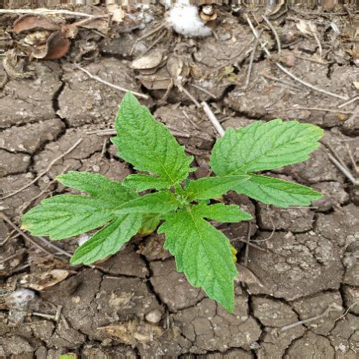 weed detection using yolov5 Object Detection Dataset by Coimbatore ...