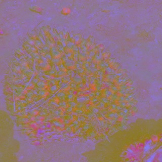 sawit_ycrcb Object Detection Dataset by dataset