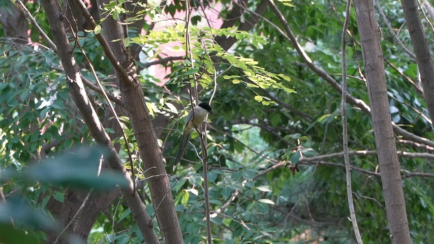 bird tracking Object Detection Dataset and Pre-Trained Model by dirtybrotech